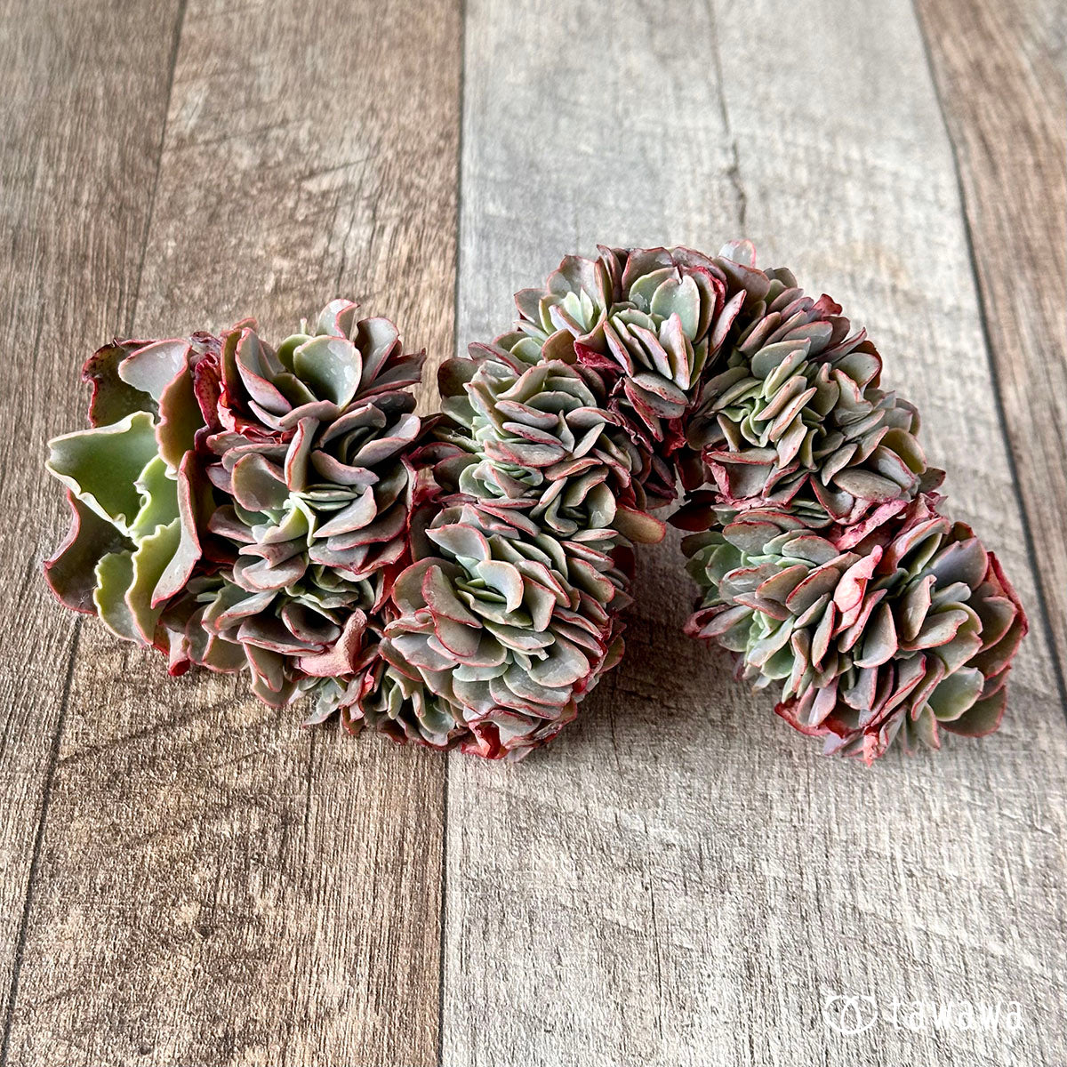 Outdoor BBQ Kitchens by Grill King | Modular, Stylish & Built to Last ...